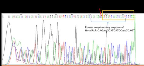 Figure S4 The Sequencing Verification Of MiRNA Stem Loop QRT PCR Download Scientific Diagram