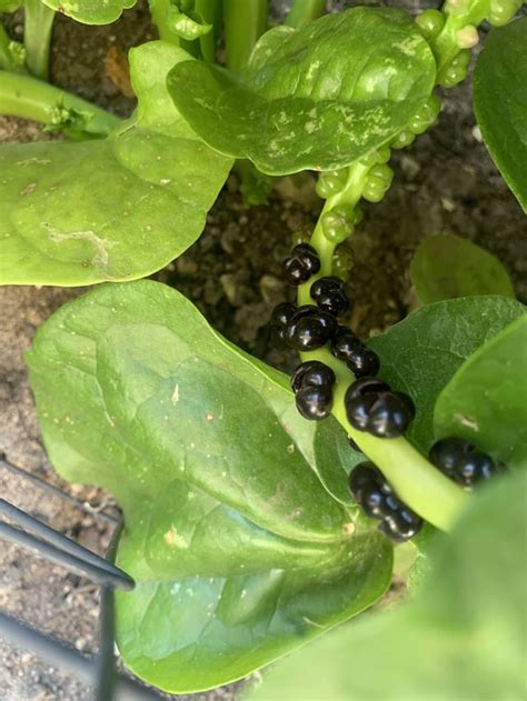 Whats This On My Spinach R Gardening