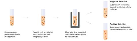 Positive Vs Negative Selection Immunomagnetic Cell Separation
