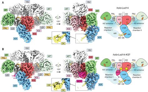 Modular Polyketide Synthase Contains Two Reaction Chambers That Operate