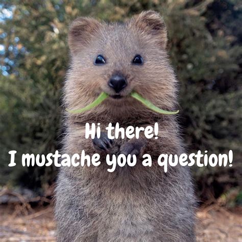 Quokka Arrabbiato