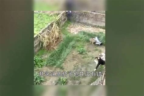 豹子闯入村庄“大开杀戒”，见人就咬杀红了眼，村民们乱成一锅粥（2）咬杀村庄一锅粥