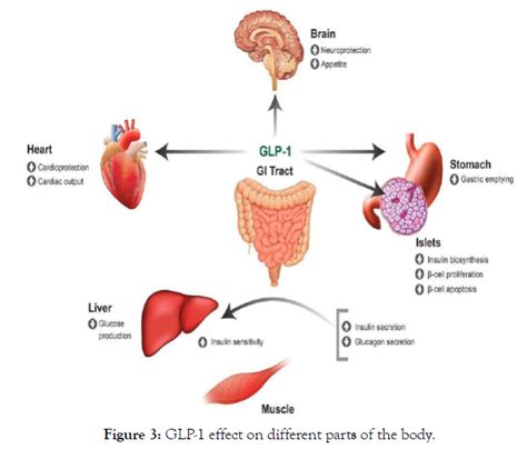 The Potential Role Of Glp 1 Analogues In Cardiovascular Disease O
