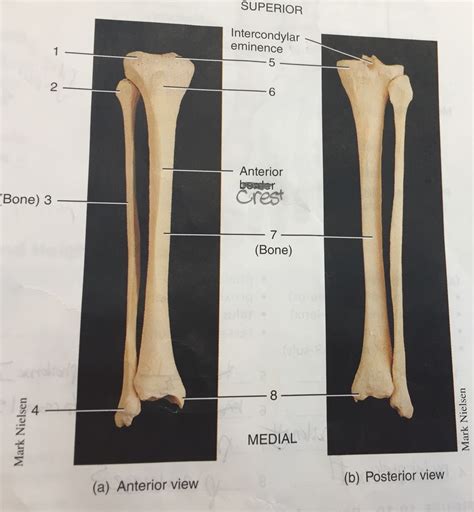 Tibia And Fibula Bones
