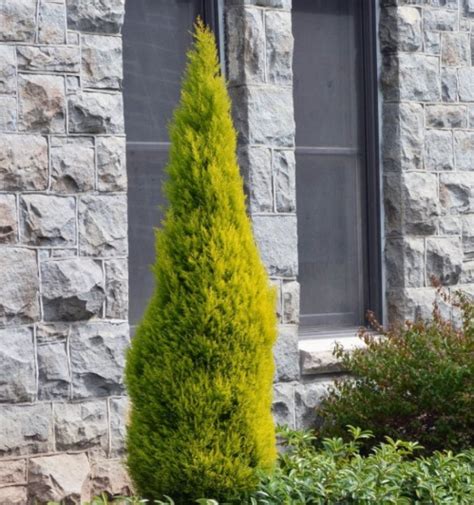 Trees Under 10 Feet Tall Ultimate List All Low Maintenance Options The Garden Hows