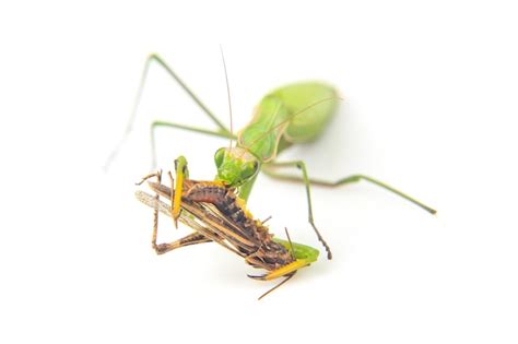 Premium Photo Praying Mantis Eats A Grasshopper Closeup On A White