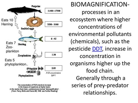 Ddt Food Chain
