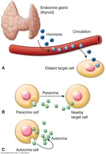 Patho Module Review Flashcards Quizlet