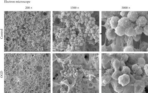 Ogd Induced Pc12 Cell Apoptosis A Pc12 Cells Cultured In 2d And 3d