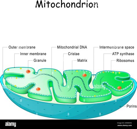 Mitochondria Structure