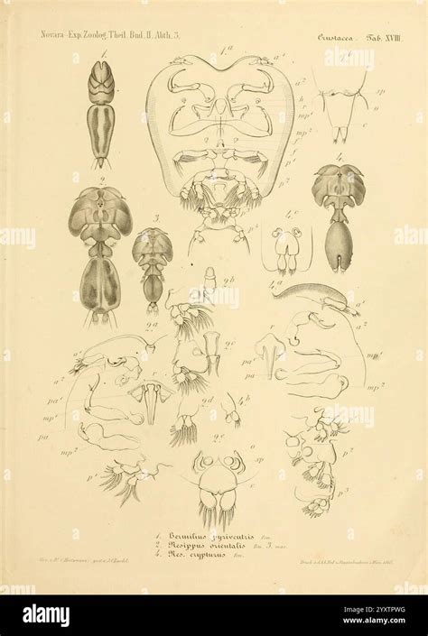 Labeled Section Highlights Specific Morphological Features Hi Res Stock