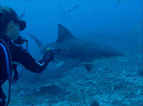 Projects Fiji Shark Lab