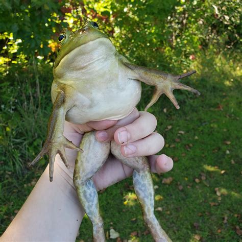 Absolute Unit Of A Frog I Caught Rabsoluteunits
