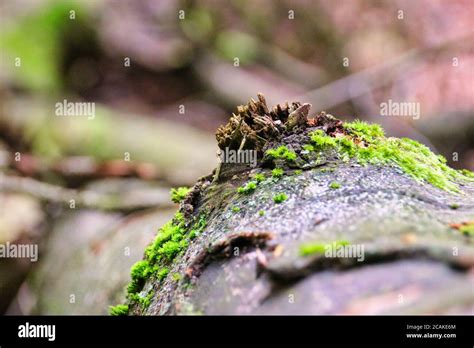 Tree Bark With Moss Abstract Background Texture Stock Photo Alamy
