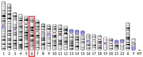 Complement Factor B Wikipedia