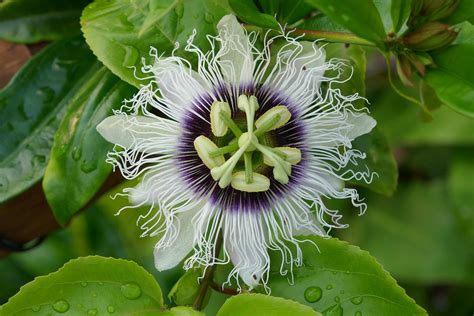 Passion Fruit Vines For Sale Buying And Growing Guide
