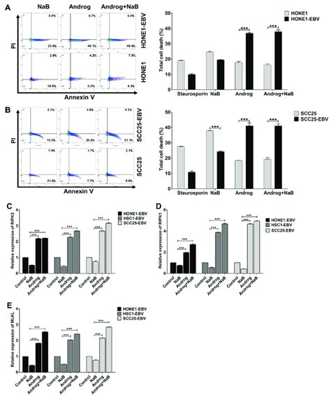 Andrographolide Induces Cell Death Via The Necroptosis Pathway The Download Scientific Diagram