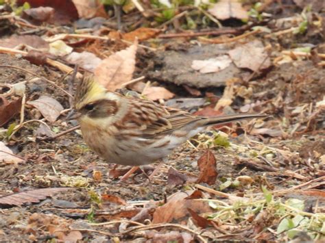 다꿩바 On Twitter Rt Oohayabusa 쑥새좌 노랑턱멧새우 동정을 노란색에만 의지하면 각도나 조명에 따라 상당히 헷갈리게 되는데 노턱멧은 머리에