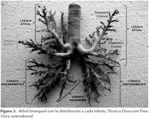 Caracterización Anatómica Del árbol Bronquial Y La División Lobular Del