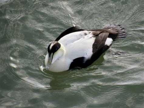 Common Eider