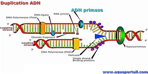 Primase In Dna Replication Simple At Mark Bevill Blog