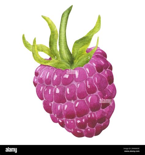 Red Sweet Raspberry Green Leaves Decor For Sweets Botanical Food Clipart Hand Drawn