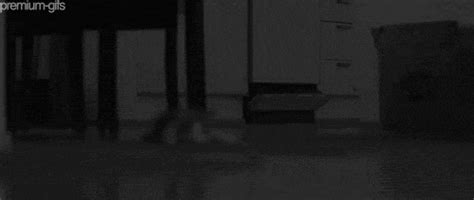 Kittens Kitten Gif Wifflegif