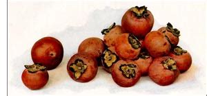 Persimmon Fruit
