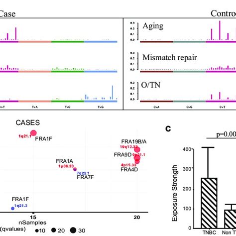 Mutational Processes And Somatic Copy Number Variation Cnv Identified Download Scientific