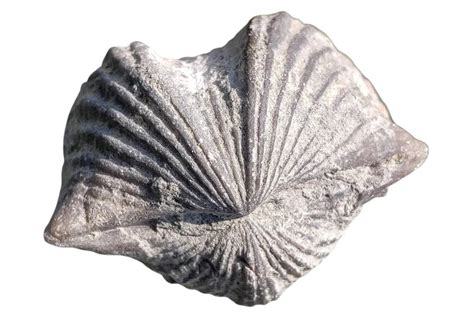 Brachiopod Fossil Rock Chasing