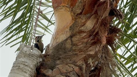 পাখি কিভাবে খেজুরের রস খায় Date Palm 🌴 Youtube