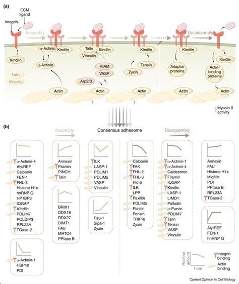 Temporal Dynamics Of Adhesion Complex Composition A Hierarchical Download Scientific Diagram