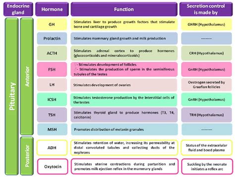 Hormone Chart Endocrine System Hormones And Your Endocrine System