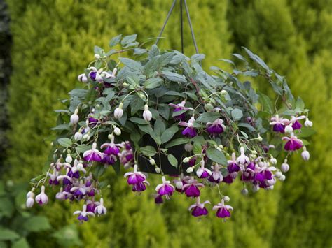 Lena | Hendriks Young Plants