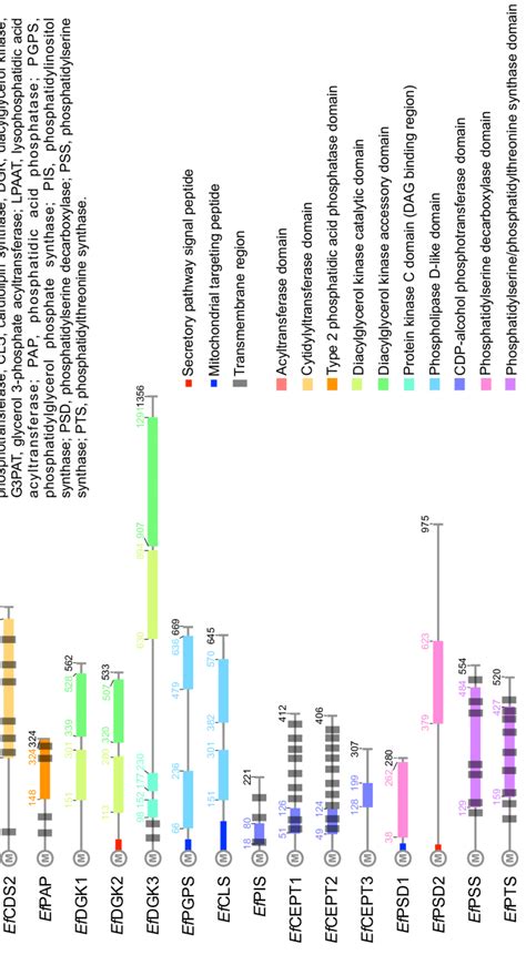 Schematic Illustration Showing The Primary Structures Of Putative Download Scientific Diagram