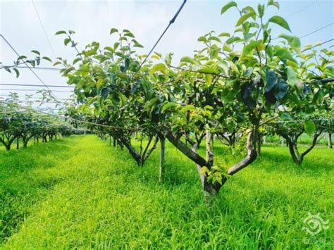 盛夏邂逅六月雪苏州地产翠冠梨进入采摘季 荔枝网新闻