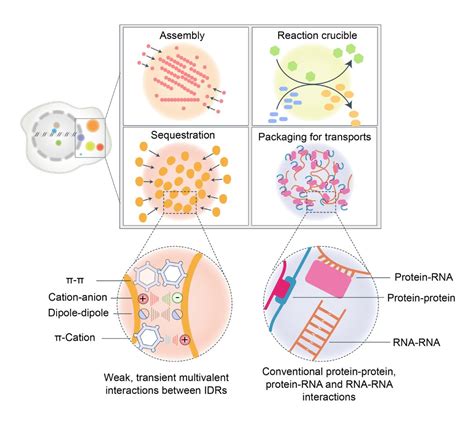 The Proper Understanding And Use Of Melatonin May Not Only Aid Those With 💉 Injuries And Or Long