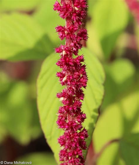Amaranthus Caudatus • Floraveg Eu