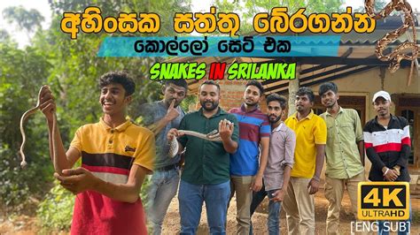මෙච්චර දරුණු සත්තු බබාල වගේ හුරතල් කරන කොල්ලො ටික Explain About