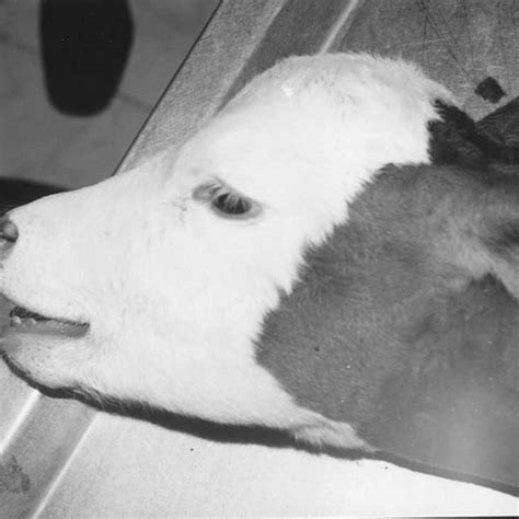 Cyanosis And Open Mouth Indicates Difficult Breathing In A Calf