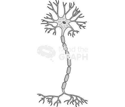 Neuron Scheme Myelin