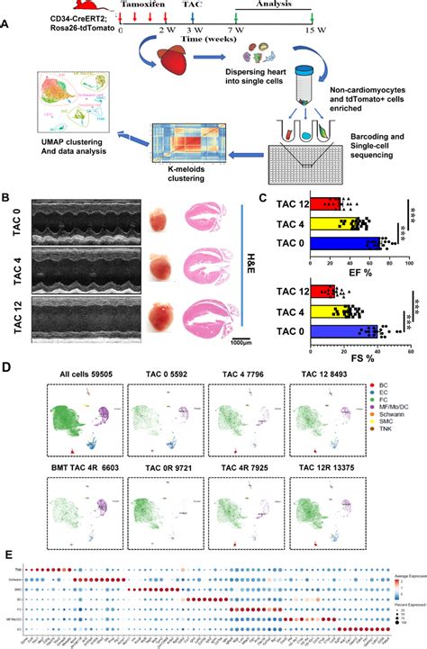 single cell rna sequencing scrna seq analysis of cardiac hypertrophy