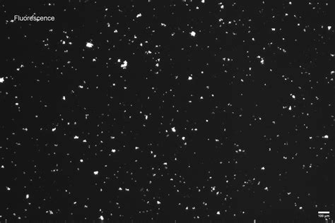 40k Mixture Of Nuclei Isolated From 4 Mouse Tissues Multiplexed Samples 4 Probe Barcodes Next