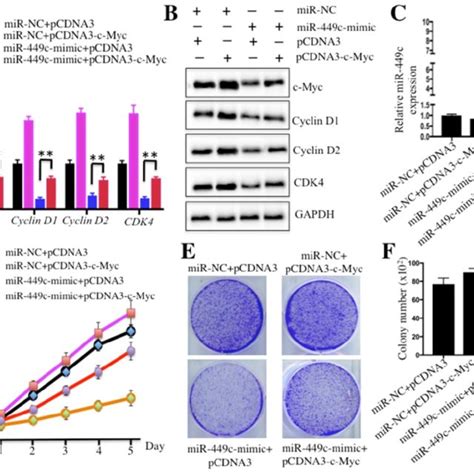 Overexpression Of C Myc Partially Rescued Mir 449c Inhibited Cell Download Scientific Diagram