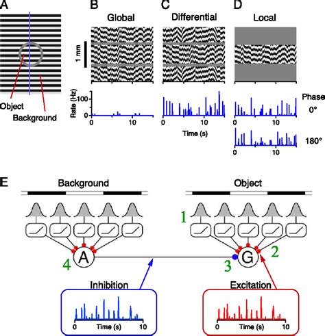 figure 1 from a retinal circuit that computes object motion semantic