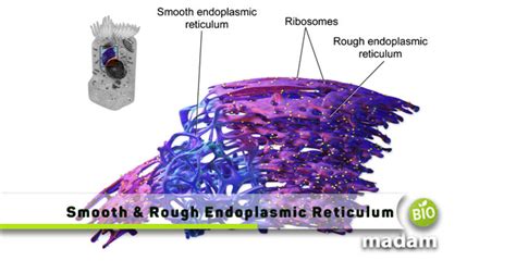 The Function Of Smooth And Rough Endoplasmic Reticulum Biomadam