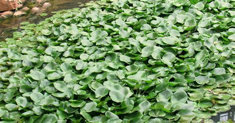 Aura Backdrop Ecological Significance Of Macrophytes