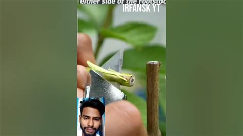 Guava Tree Propagation Technique Woodworking Art Shortsfeed Shorts