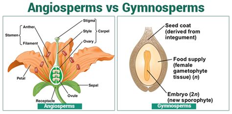 Difference Between Angiosperm And Gymnosperm AnabelleanceRivas