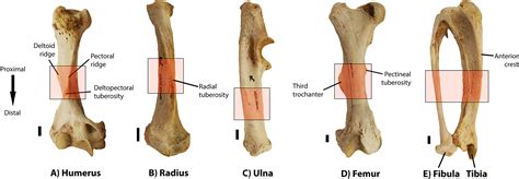Tibia Anterior Crest